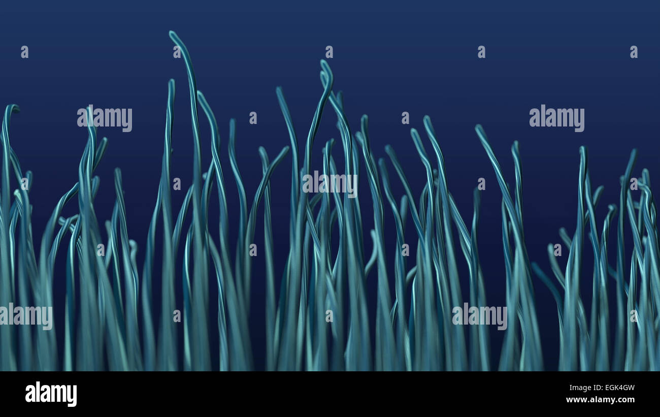 Blue green algae underwater hi-res stock photography and images - Alamy