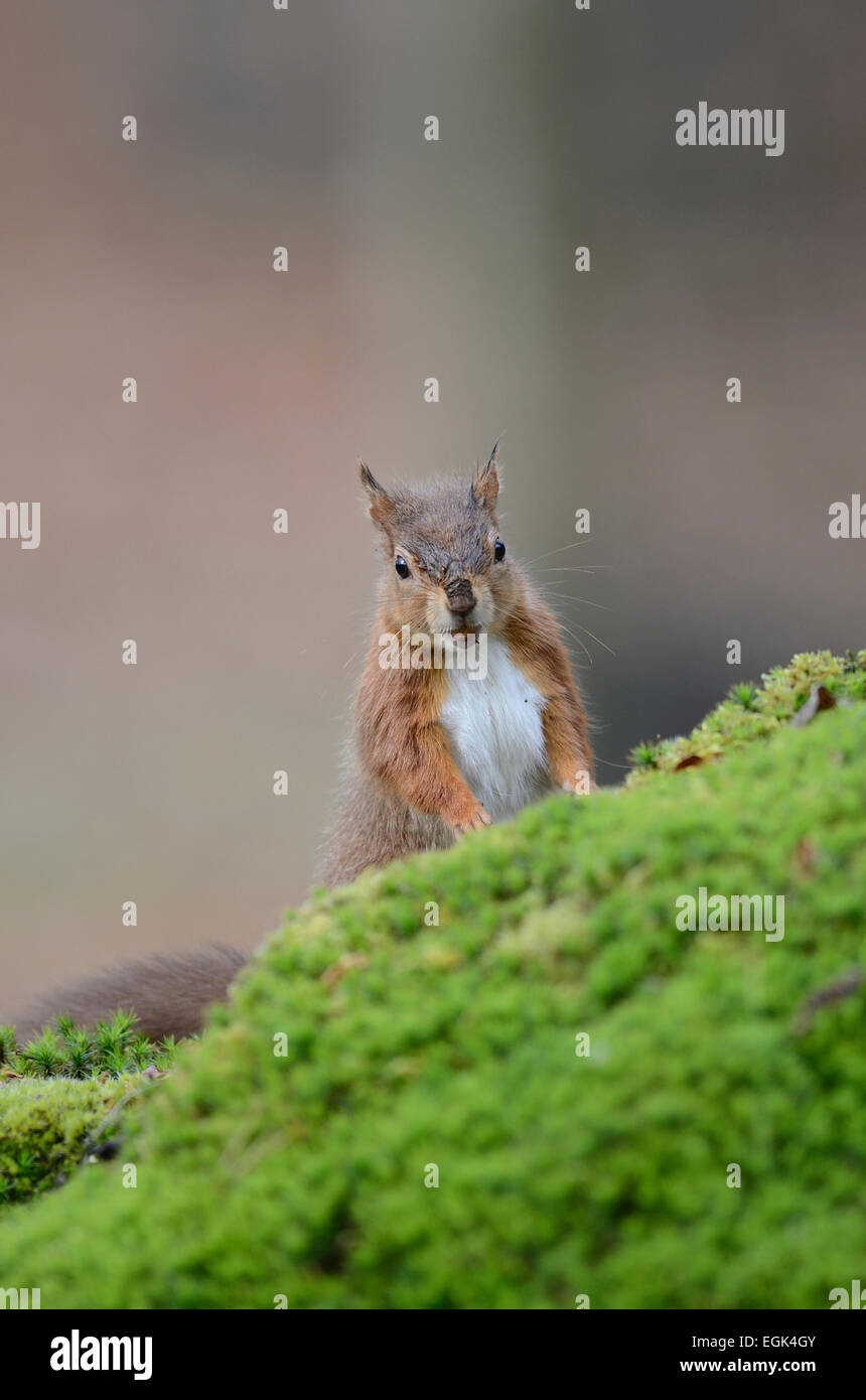 One red squirrel taking a look over the hill UK Stock Photo - Alamy