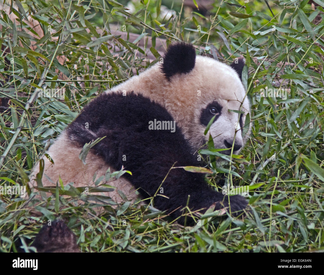 Chengdu, China, Asia, Giant Panda Ailuropoda Melanoleuca Research ...