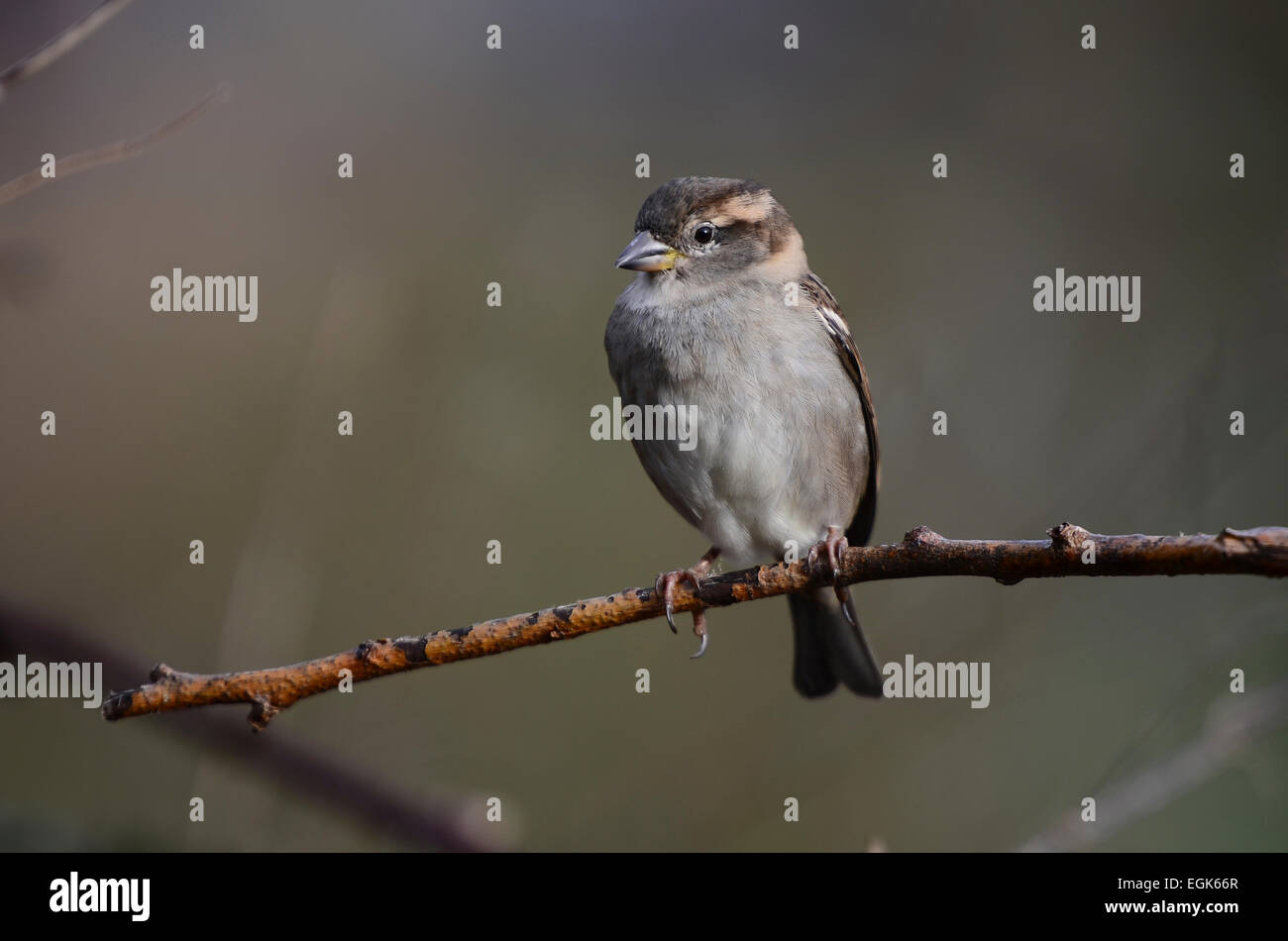 Uk house sparrow winter hi-res stock photography and images - Alamy