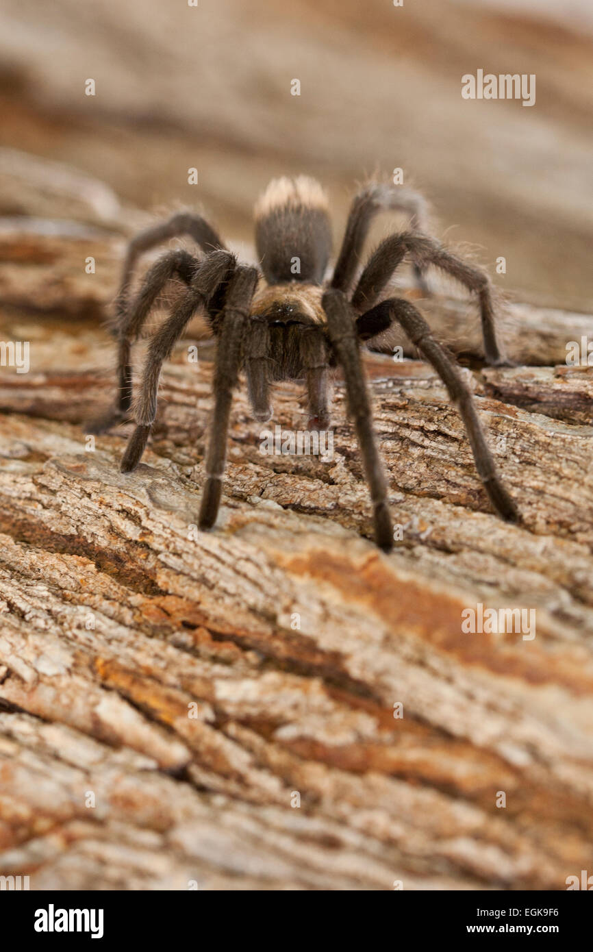 Male Western Desert Tarantula (Aphonopelma chalcodes) on a tree, Glen ...
