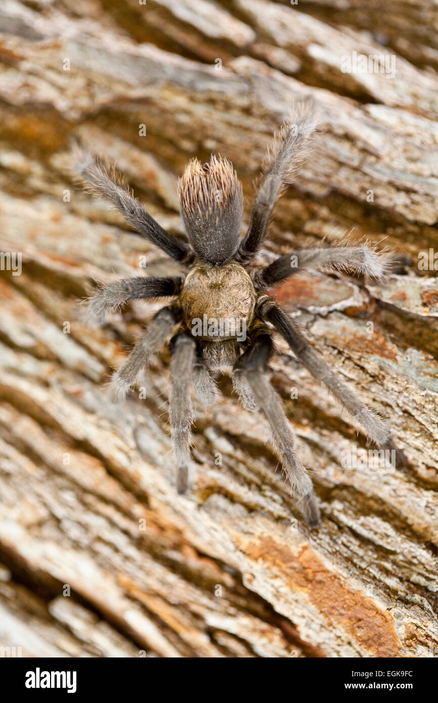 Desert Tarantula Stock Photos & Desert Tarantula Stock Images - Alamy