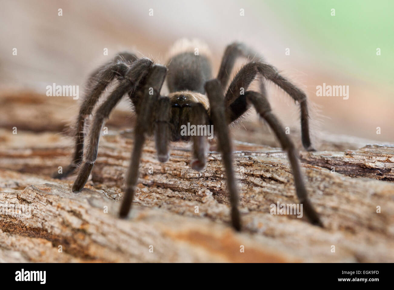 Male Western Desert Tarantula (Aphonopelma chalcodes) on a tree, Glen ...