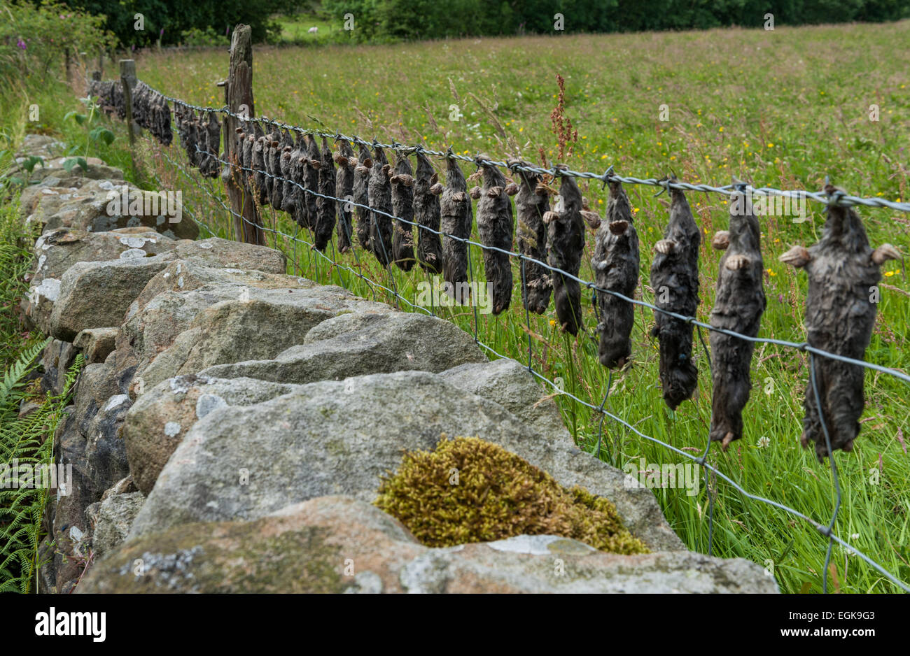 Gamekeepers hi-res stock photography and images - Alamy