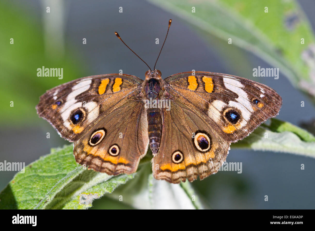 Common Buckeye Butterfly (Junonia coenia Stock Photo - Alamy