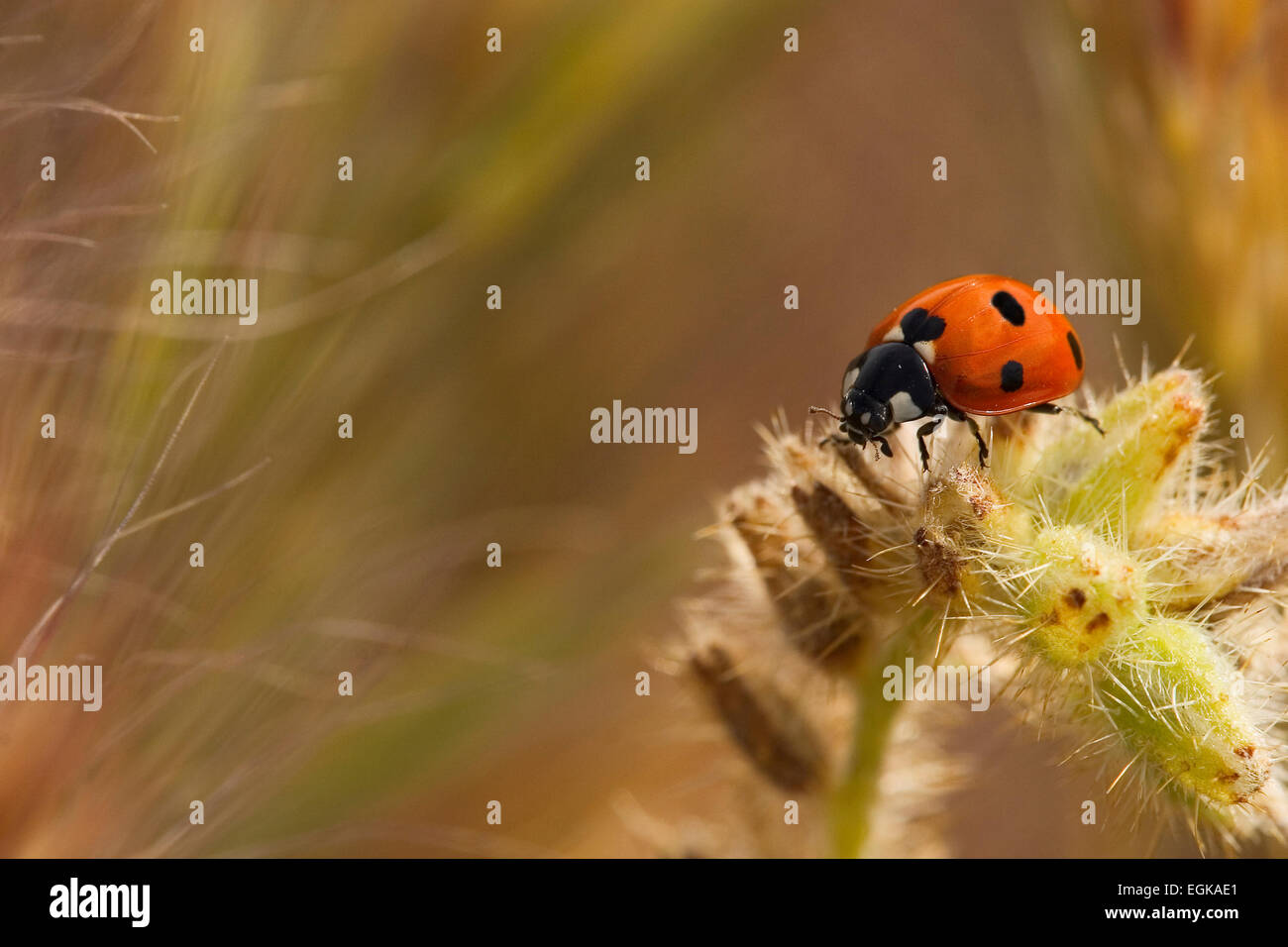 Convergent ladybird beetle (Hippodamia convergens), Mojave Desert ...