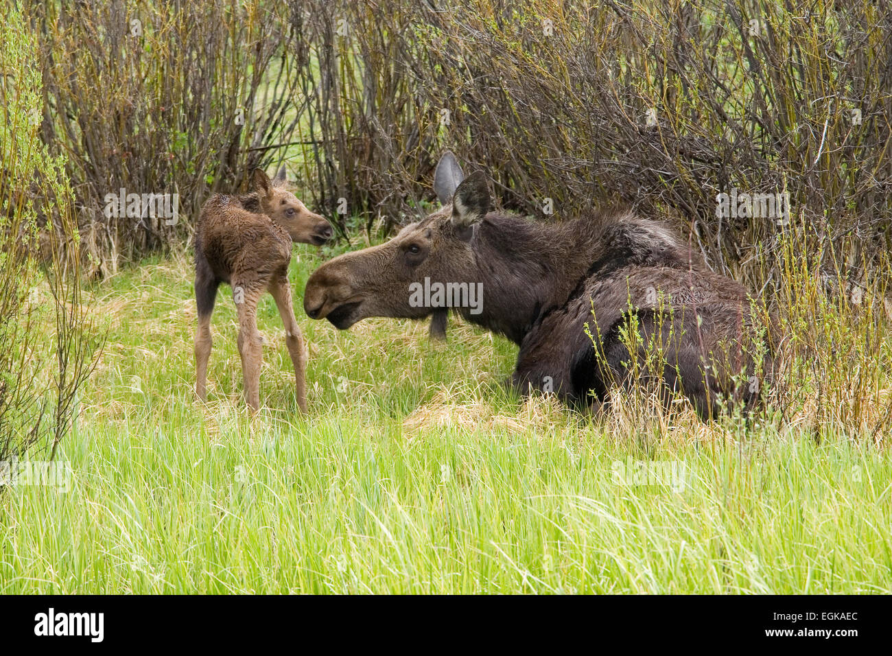 Moose with newborn calf (Alces americanus), Bridger Teton National ...