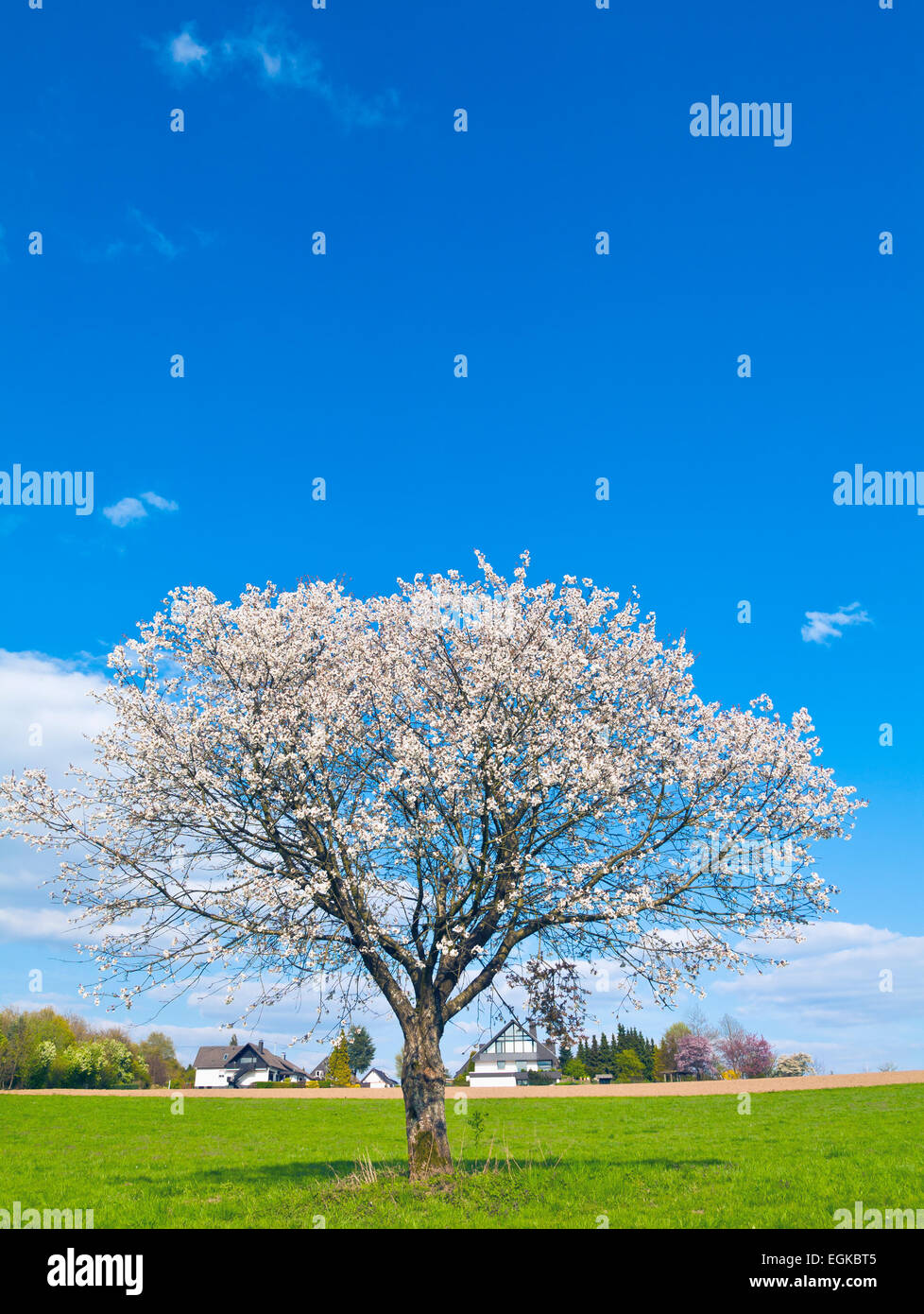 Arrival of spring Stock Photo - Alamy