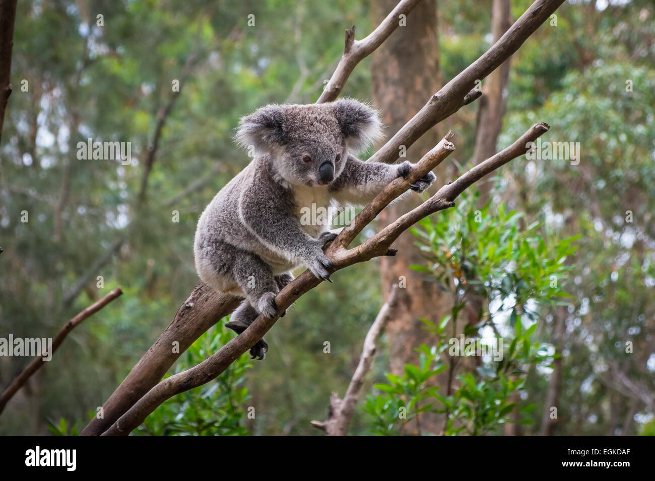 Koala hi-res stock photography and images - Alamy