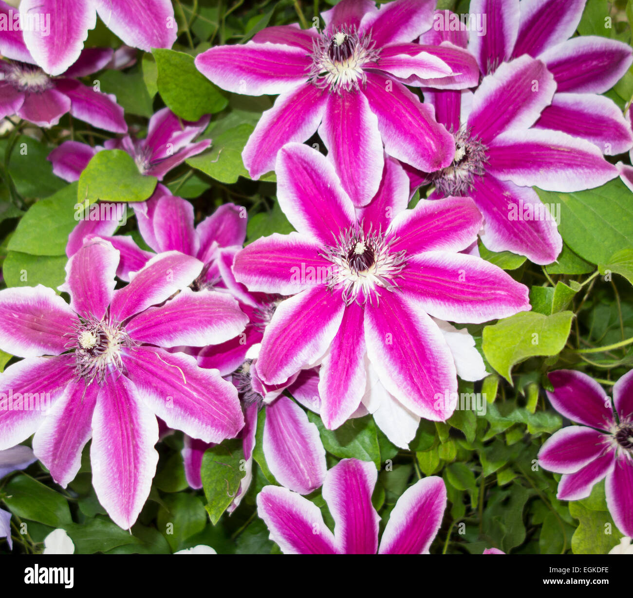 Pamina hi-res stock photography and images - Alamy