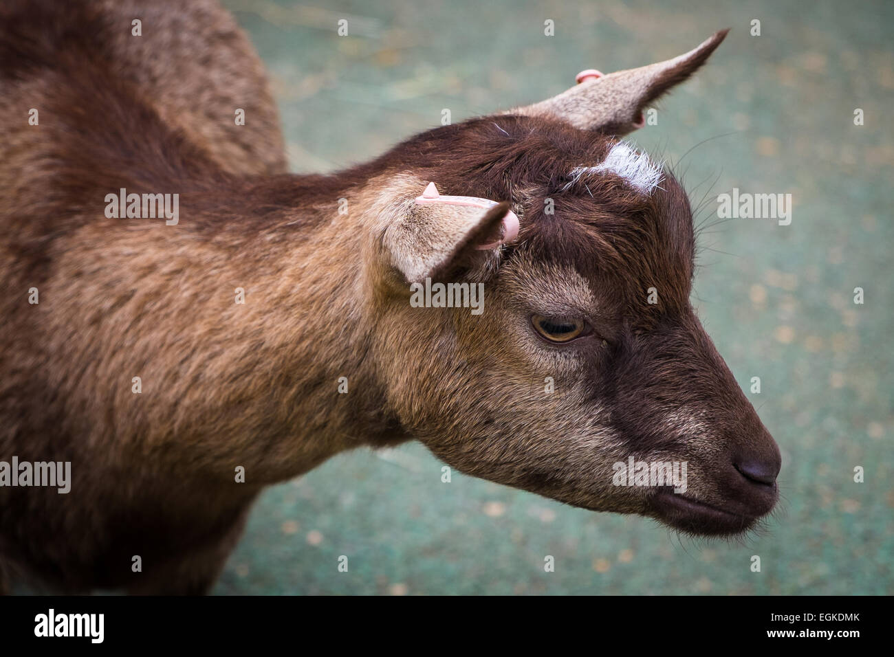 Close up of a small goat Stock Photo - Alamy