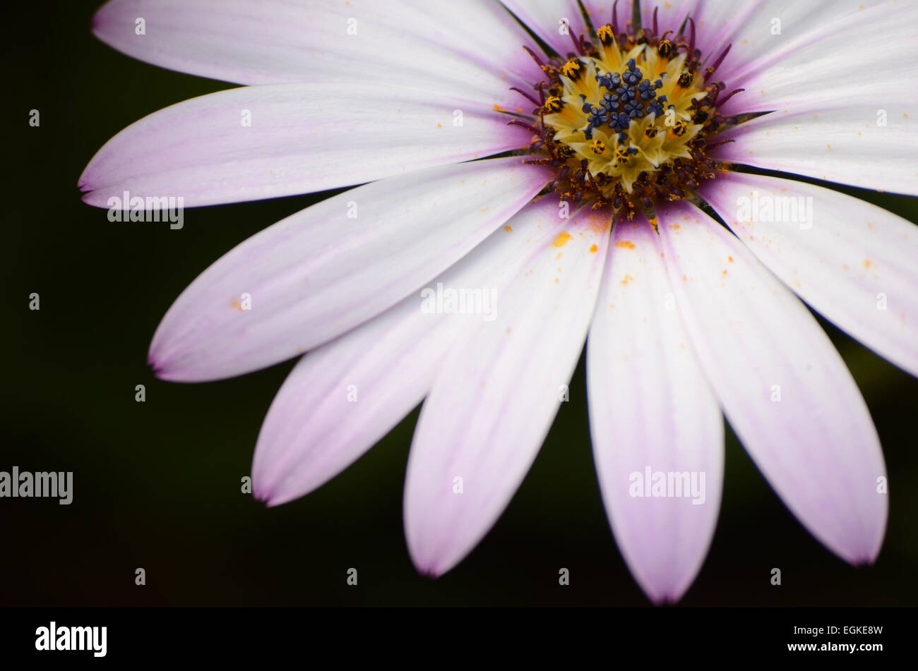 Are flower hi-res stock photography and images - Alamy
