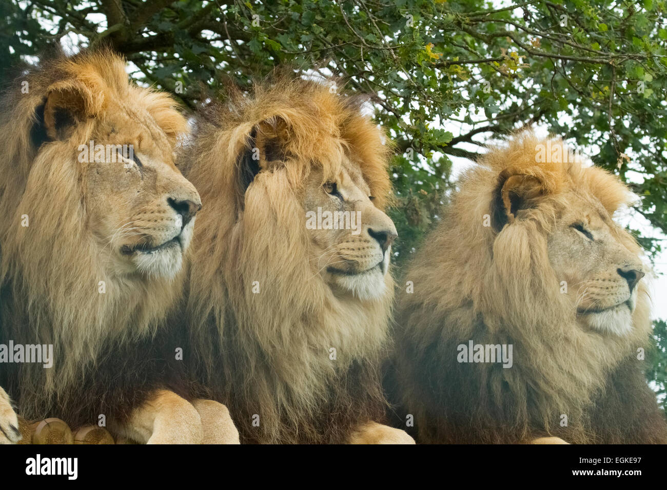 Three Lions High Resolution Stock Photography and Images - Alamy