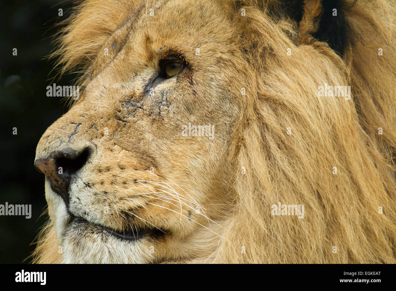 Captive male lion Stock Photo - Alamy