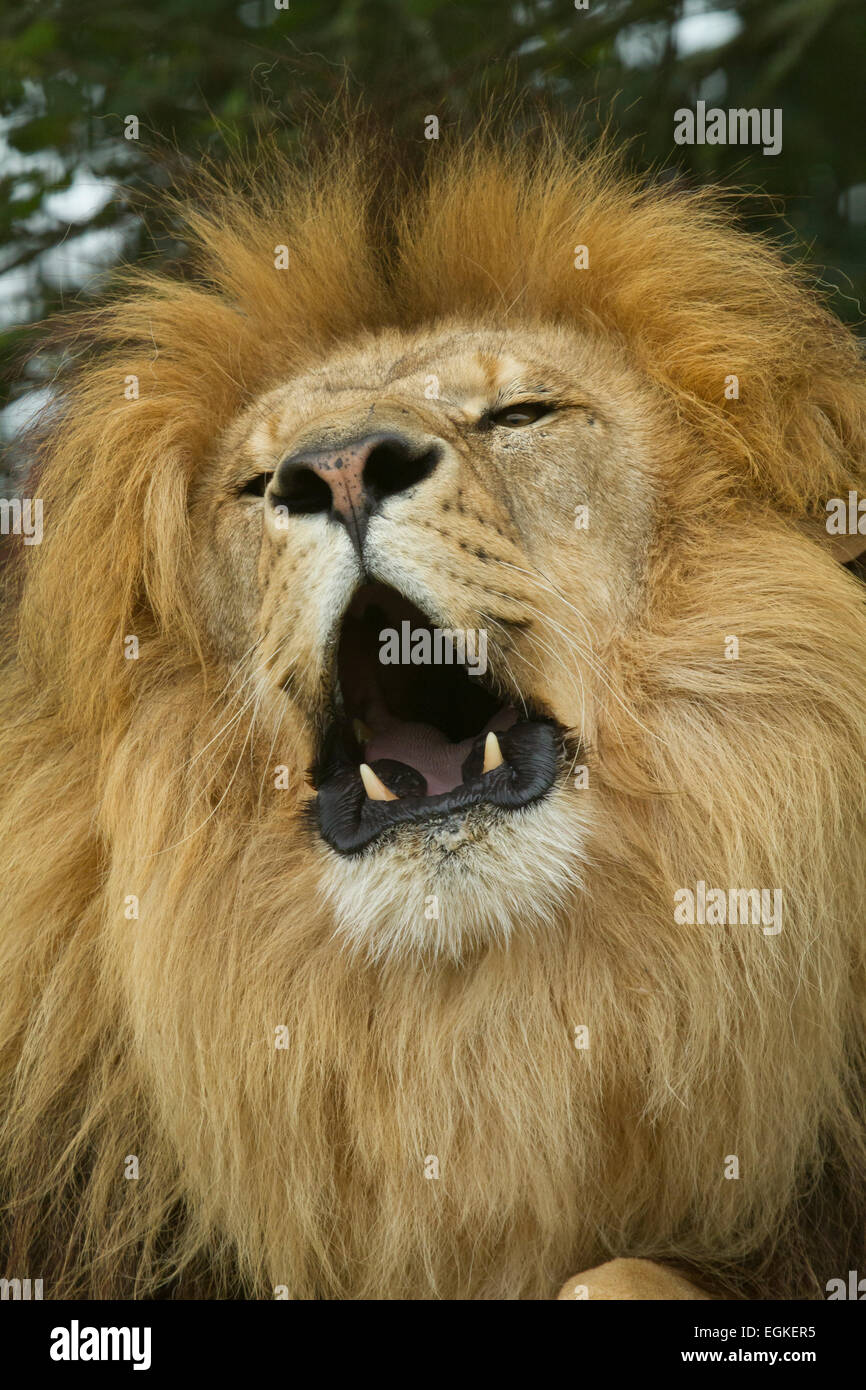 Male lion roaring hi-res stock photography and images - Alamy