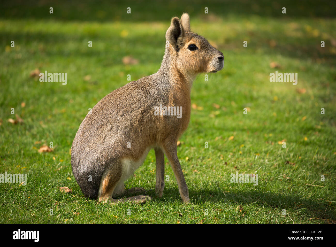 A large rodent hi-res stock photography and images - Alamy
