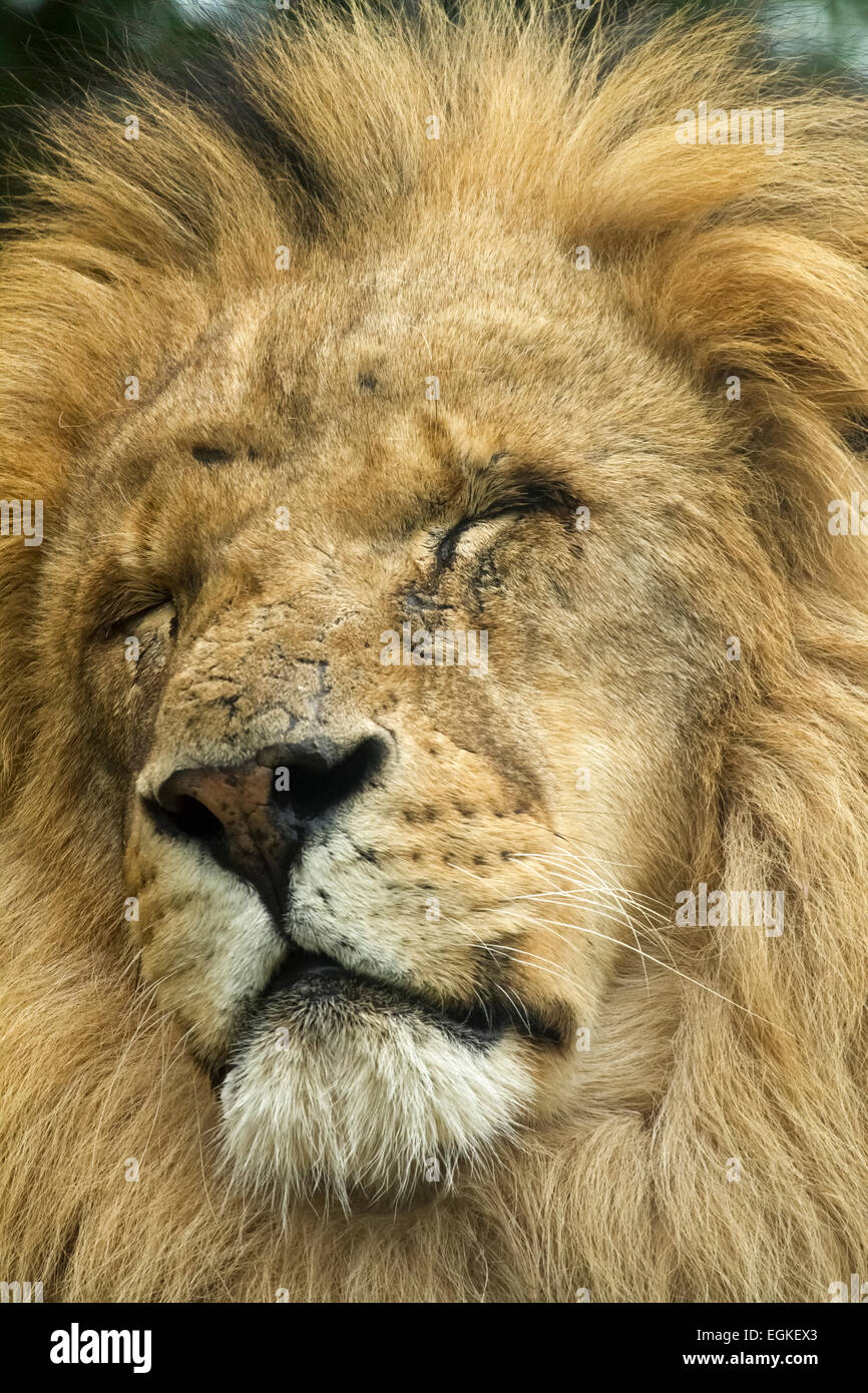 Lion Sleeping High Resolution Stock Photography and Images - Alamy