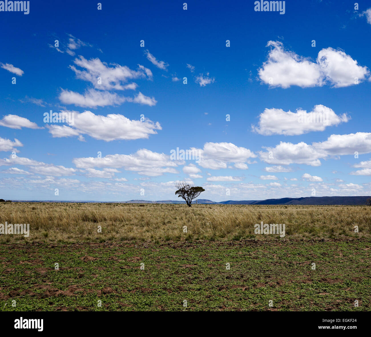 Single tree in the Australian countryside with blue skies and white ...