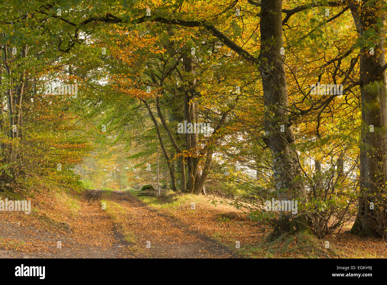 Farm track through countryside hi-res stock photography and images - Alamy