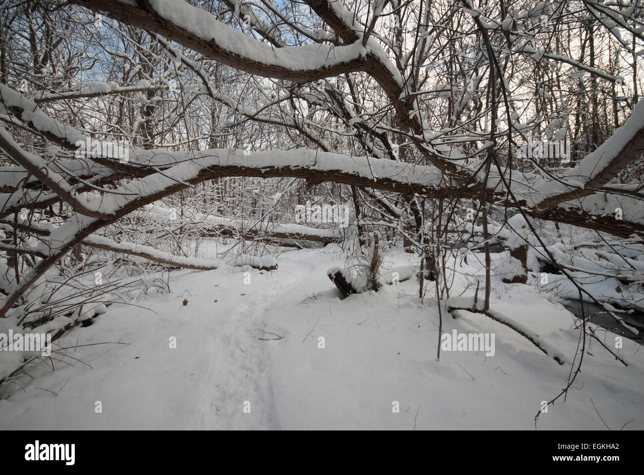 Woods with snow Stock Photo - Alamy