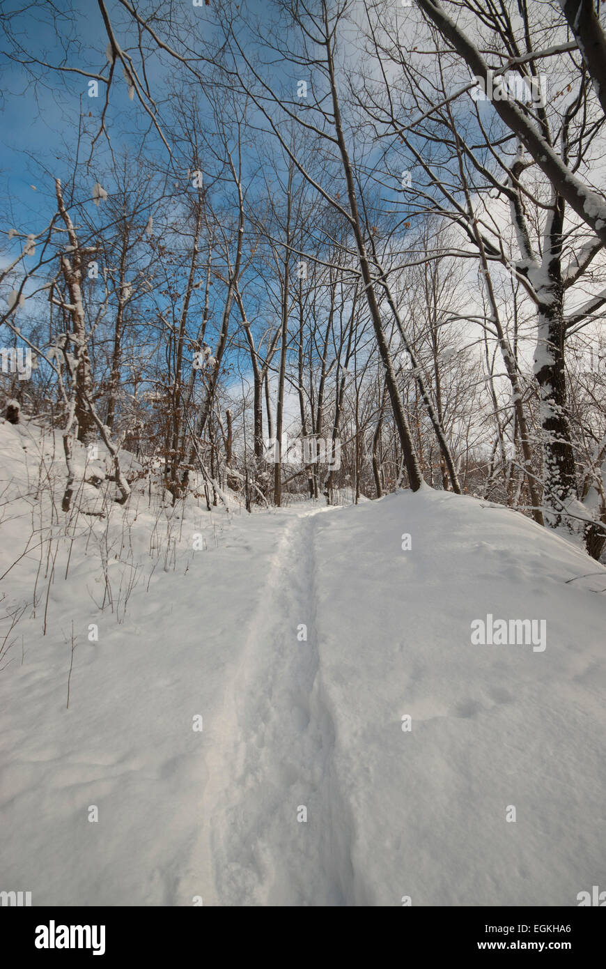 Woods with snow Stock Photo - Alamy