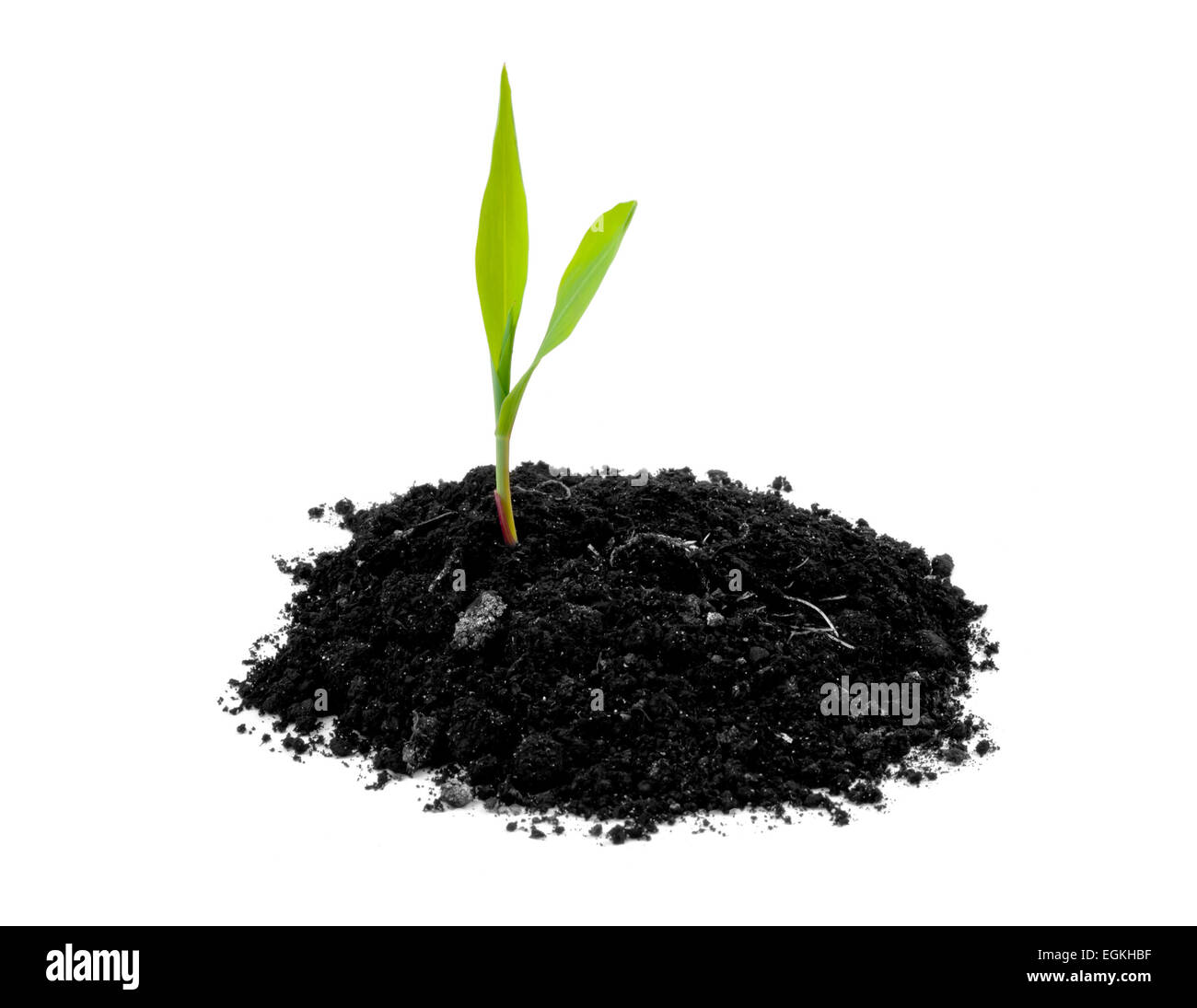 corn seedling isolated on white background Stock Photo - Alamy