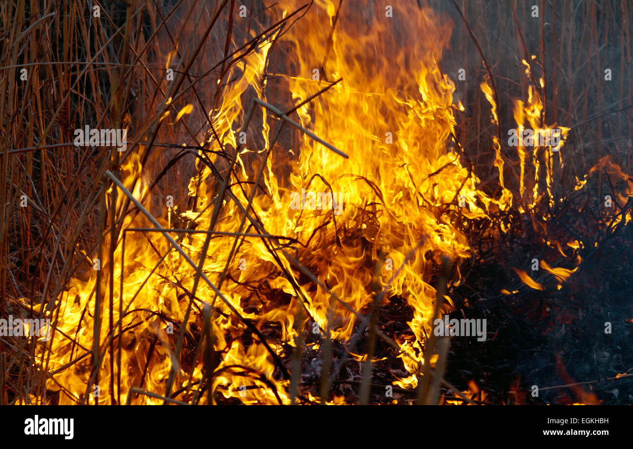 fire on field close up Stock Photo - Alamy