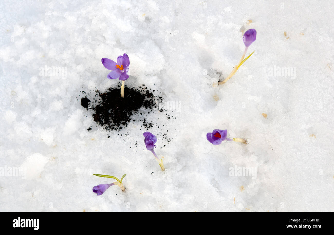 snowdrops crocus flowers in the snow thaw Stock Photo - Alamy