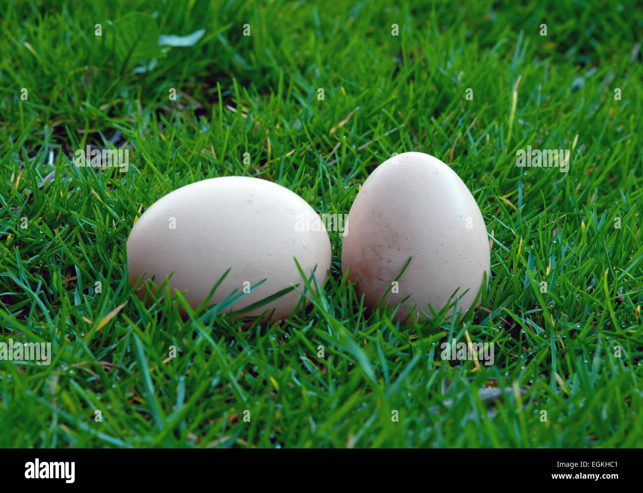 two easter eggs in green grass. Close up Stock Photo - Alamy