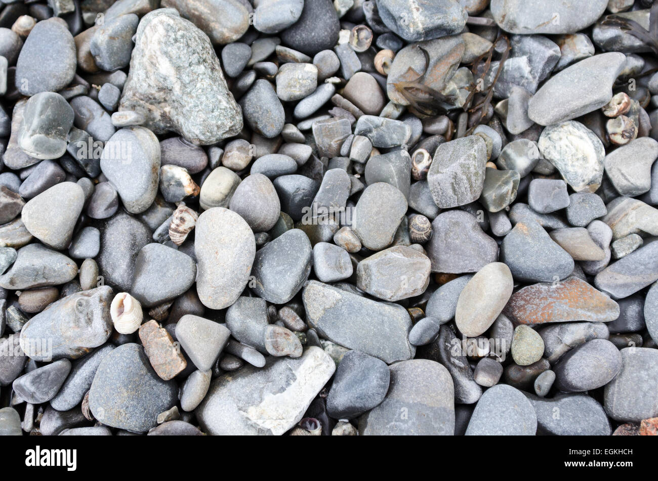 Periwinkle shells on a rocky beach, Bar Harbor, Maine Stock Photo - Alamy