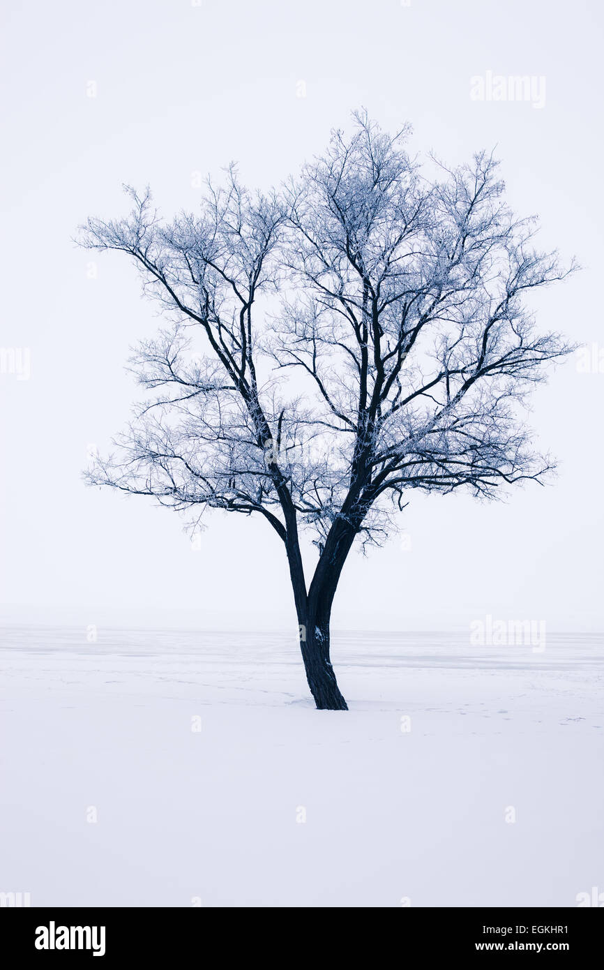 Snowy tree at the park Stock Photo - Alamy