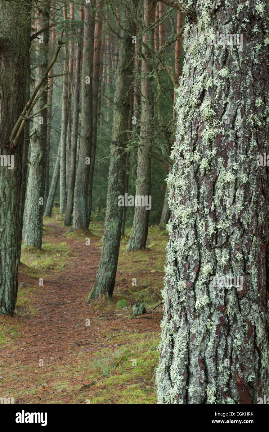 Lichen on pine tree trunk hi-res stock photography and images - Alamy