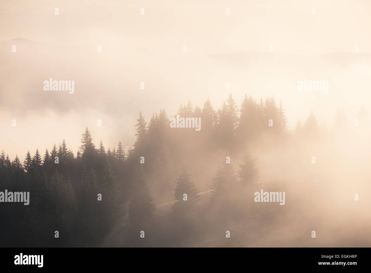 Foggy mountain morning, Carpathian mountains, Ukraine Stock Photo - Alamy
