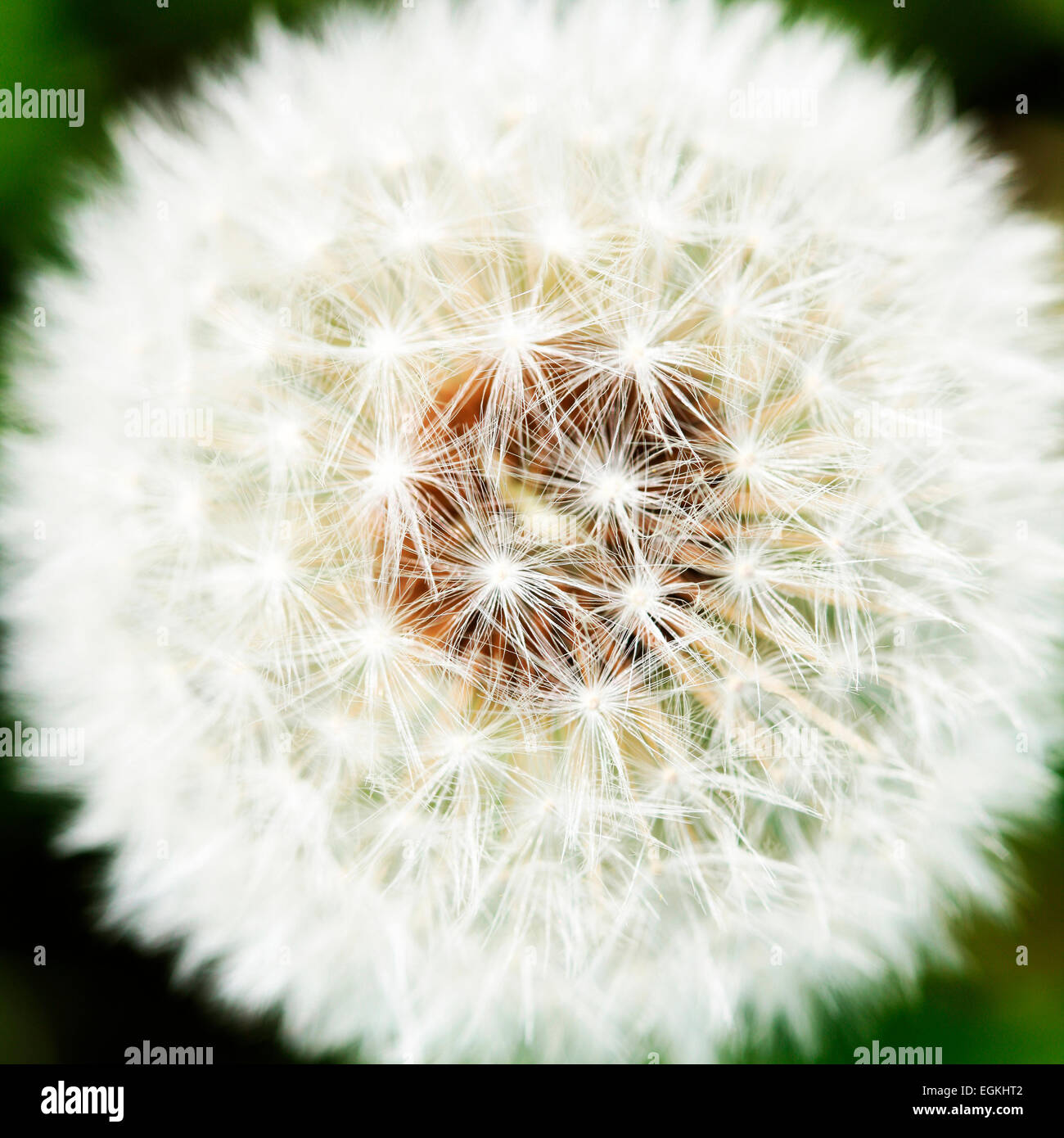 Heavenly and Fresh Dandelion Seed Head, Parachute Ball Jane Ann Butler ...