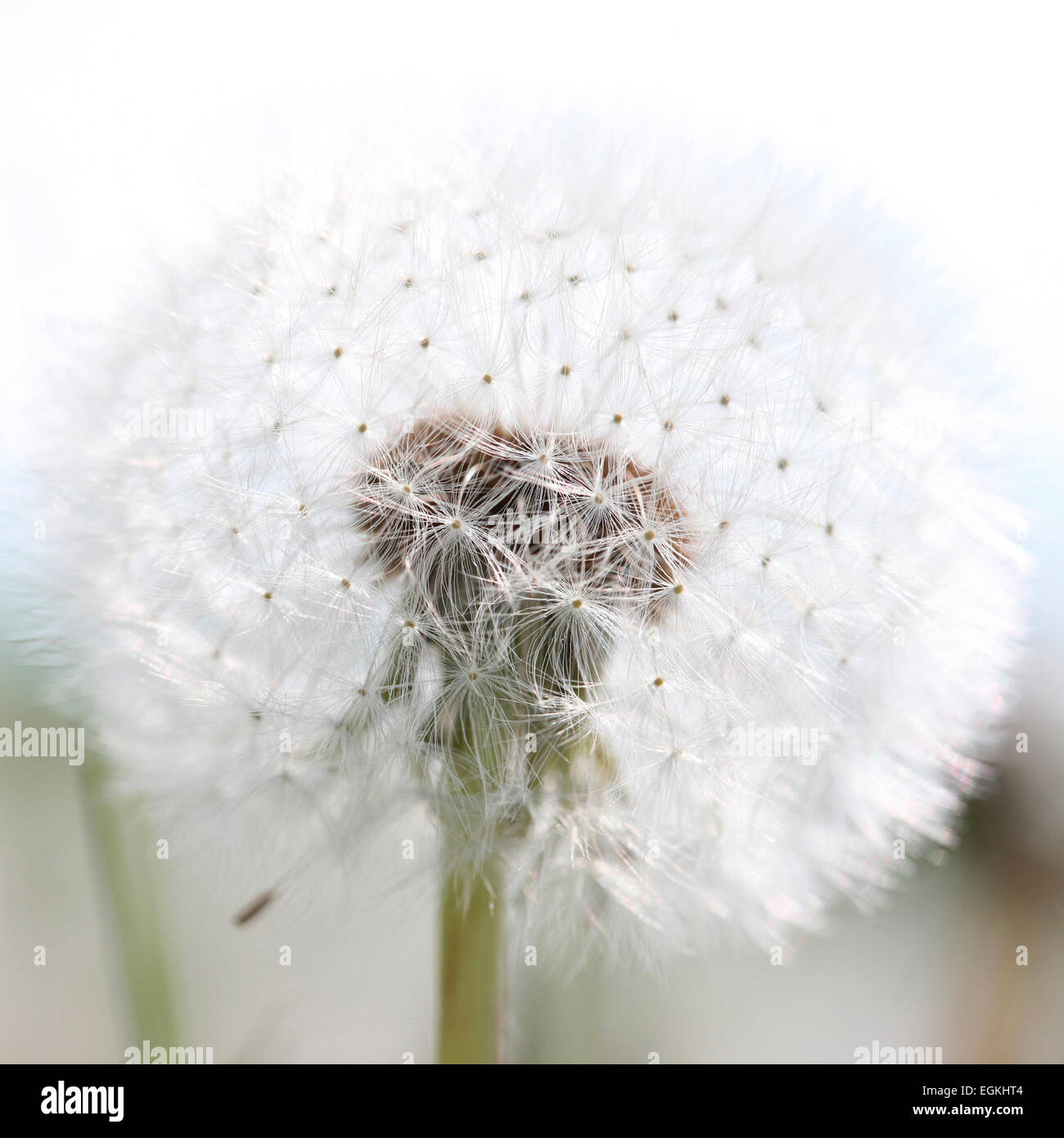 Heavenly and Fresh Dandelion Seed Head, Parachute Ball Jane Ann Butler ...