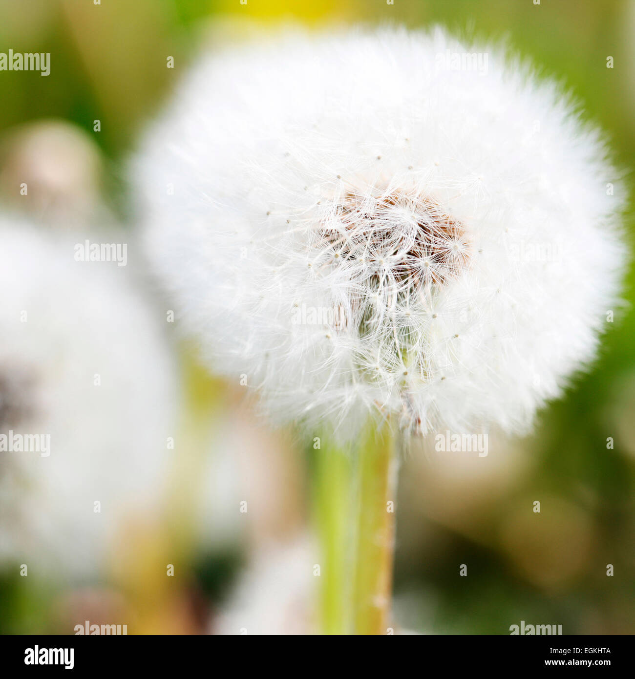 Heavenly, Fresh Dandelion Seed Head, Parachute Ball in Natural Setting ...