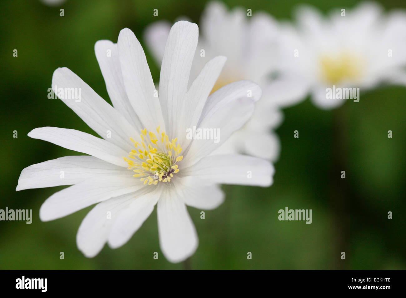 Early flowering Apennine White Anemones, Daisy-like Spring flowers Jane ...