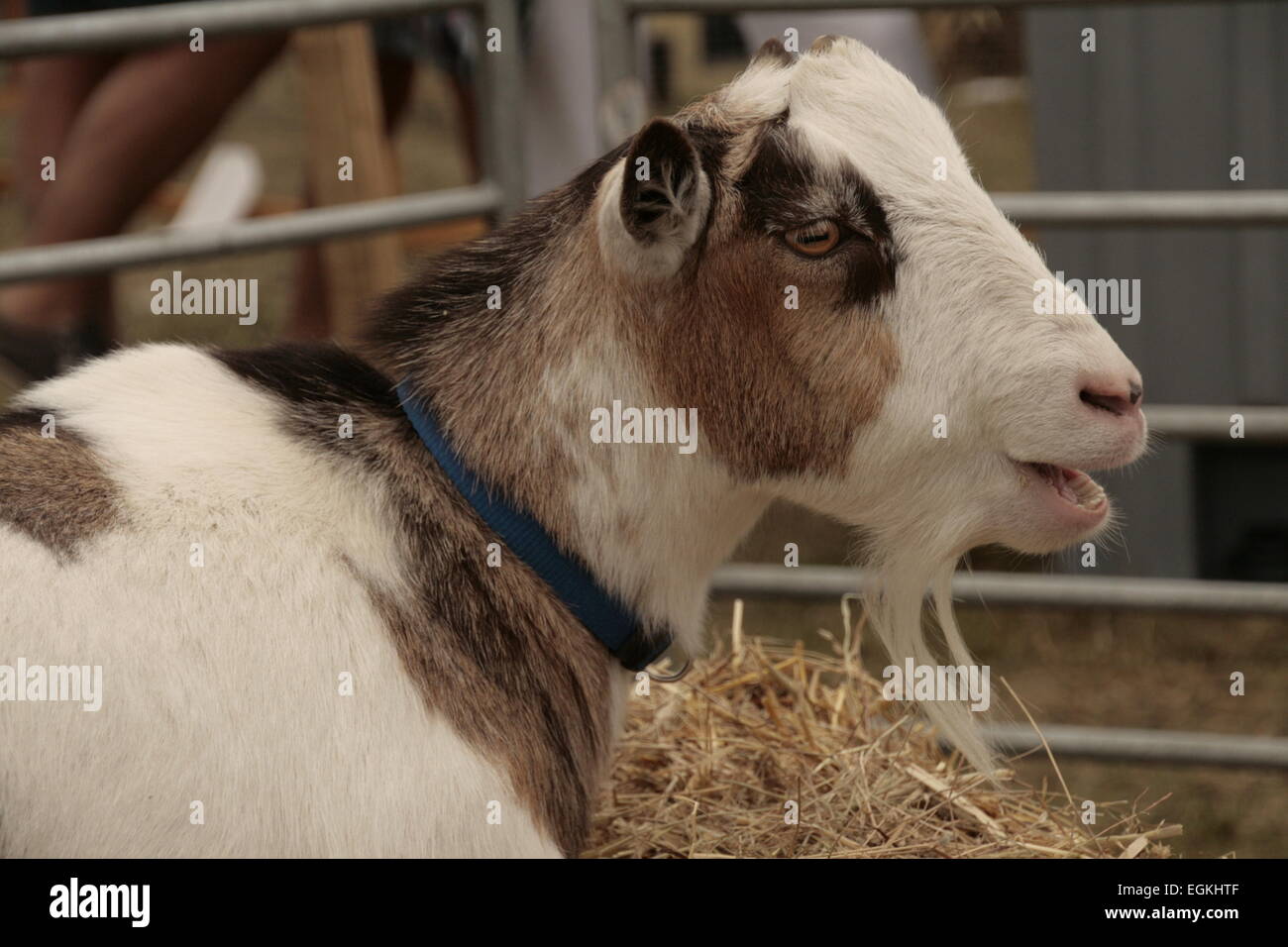 A goat at the Ellingham & Ringwood Show in Hampshire, England Stock ...