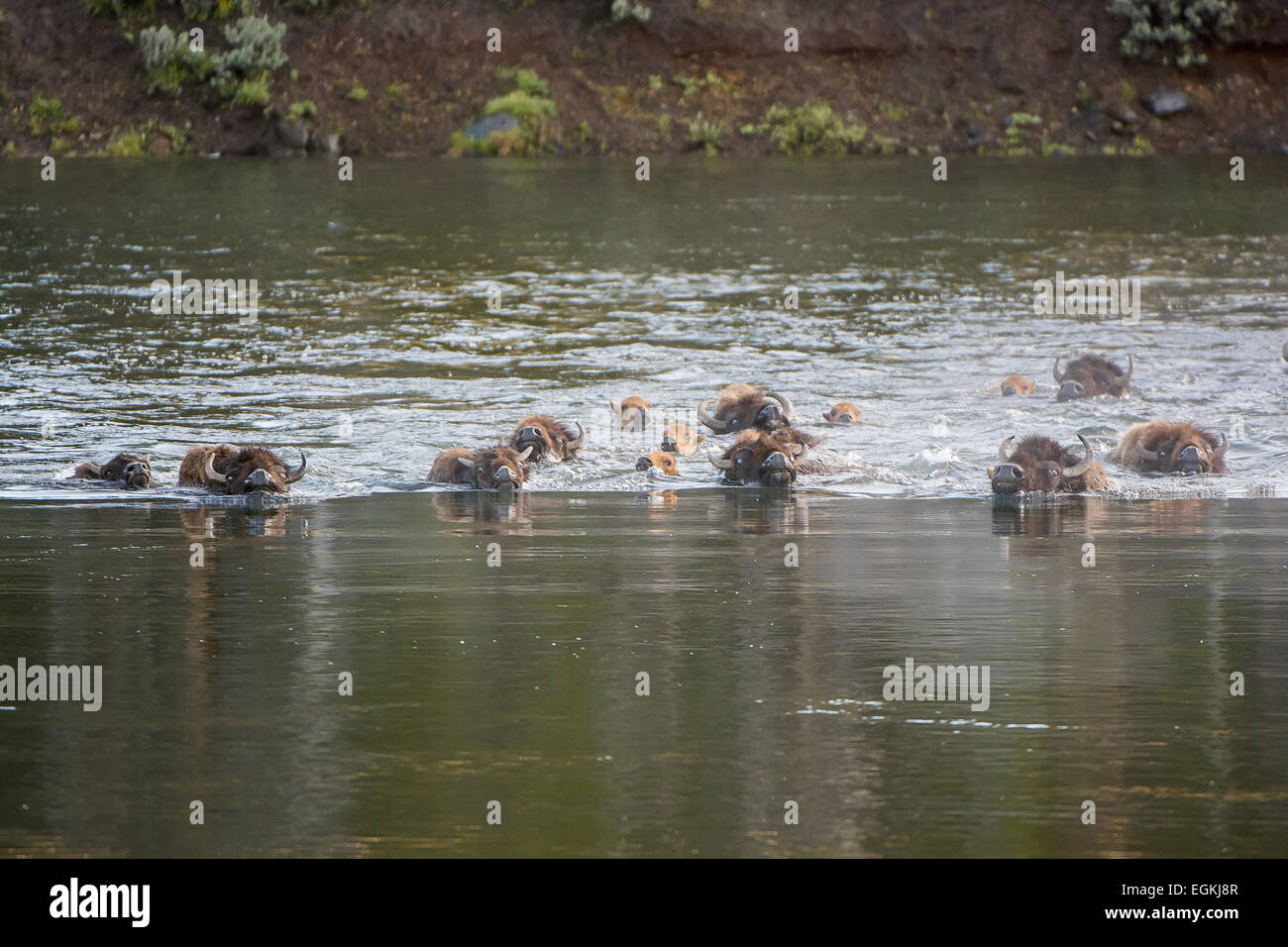 Yellowstone river bison hi-res stock photography and images - Alamy