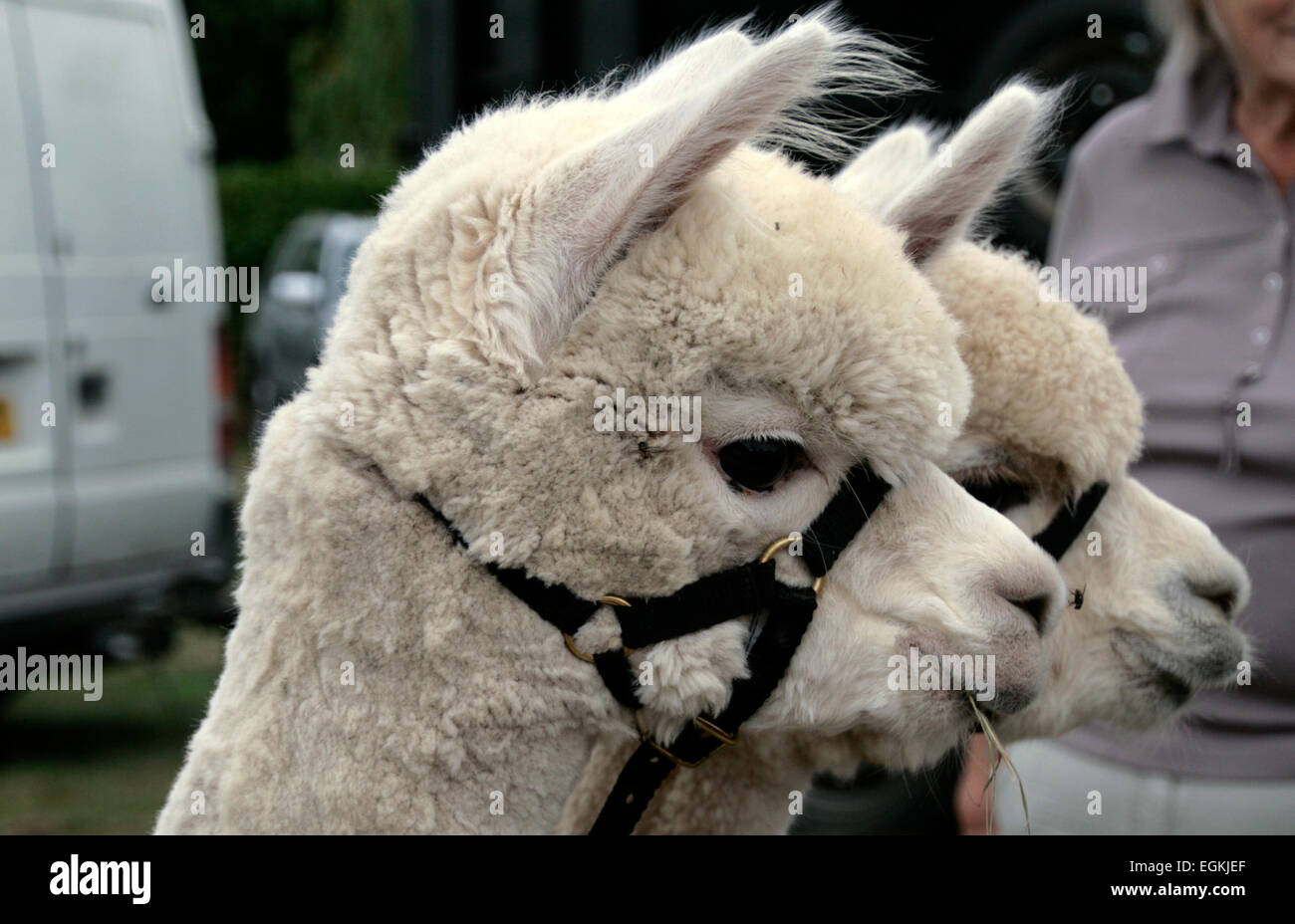 Alpacas at the Ellingham & Ringwood Show in Hampshire, England Stock ...
