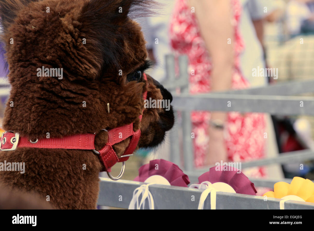 Alpaca at the Ellingham & Ringwood Show In Hampshire, England Stock ...