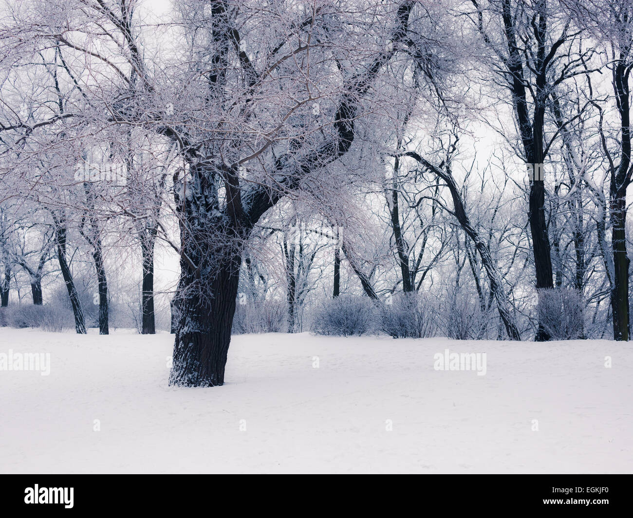 Snowy trees at the park Stock Photo - Alamy