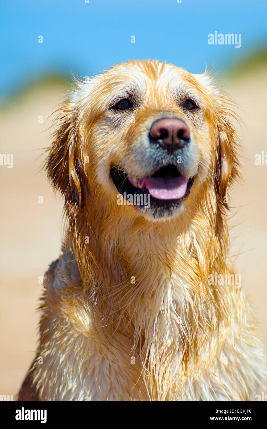 Nice specimen of dog of the race Golden Retriever Stock Photo - Alamy