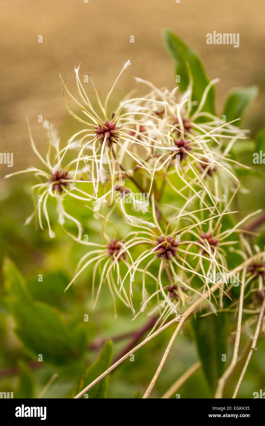 Overblown flowers hi-res stock photography and images - Alamy
