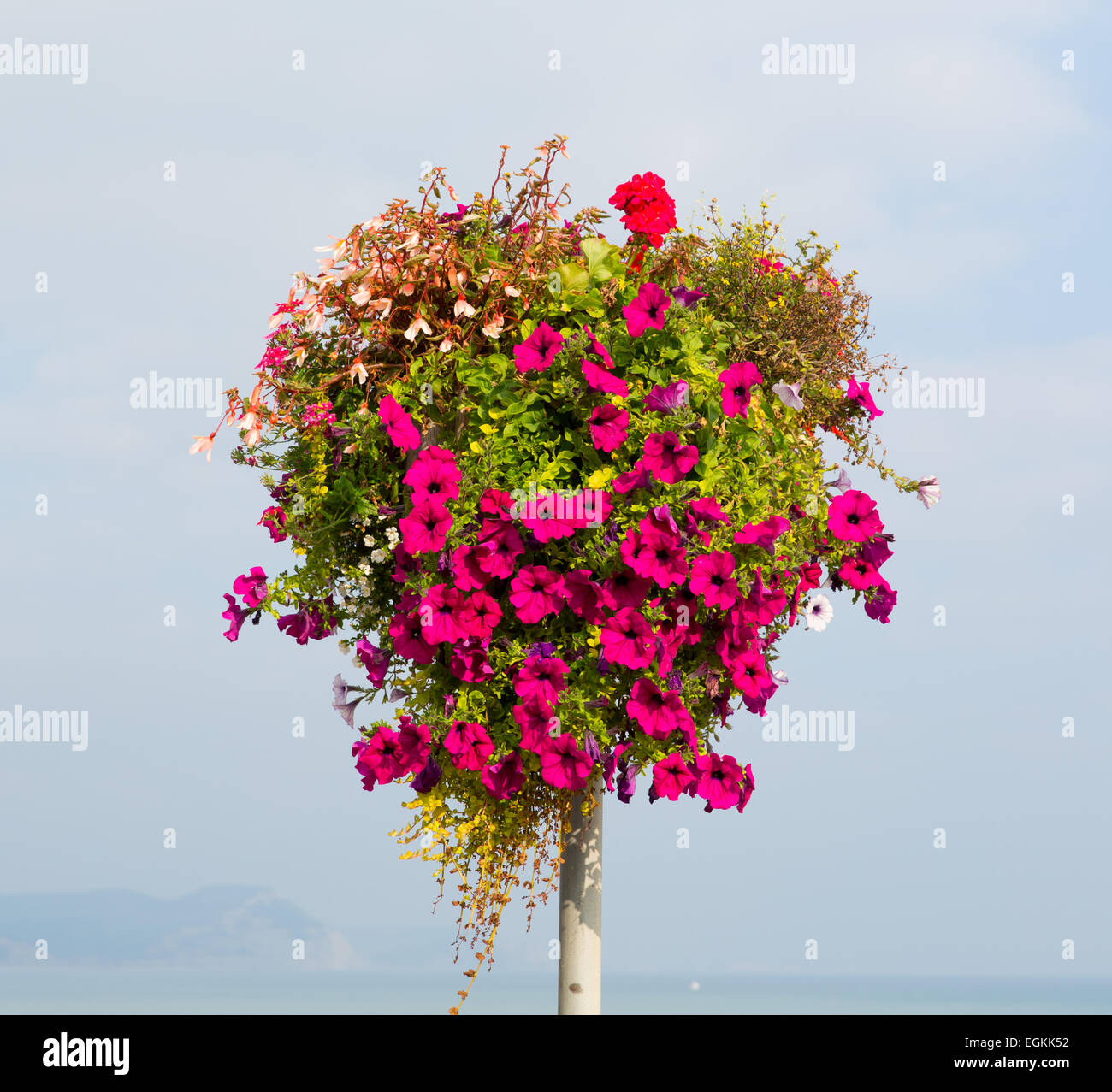 Beautiful display of pink petunias on a pole summer day at the coast ...