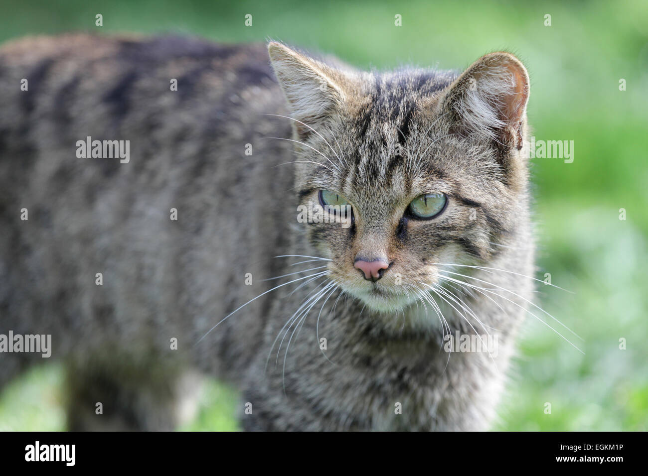 Captive breeding programme hi-res stock photography and images - Alamy