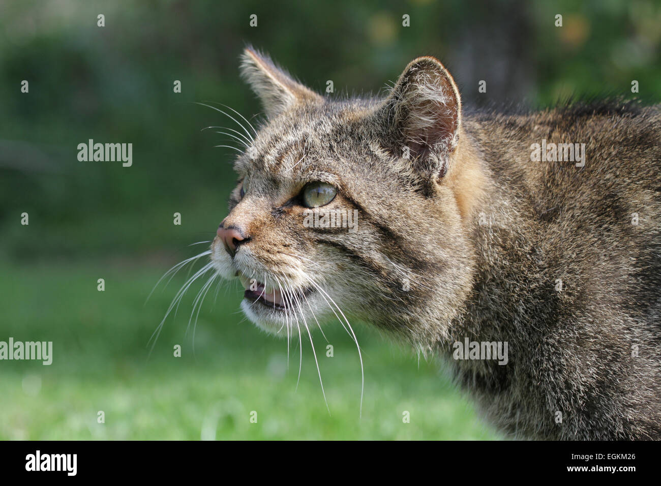 Captive Male Scottish Wild Cat in breeding programme Stock Photo - Alamy