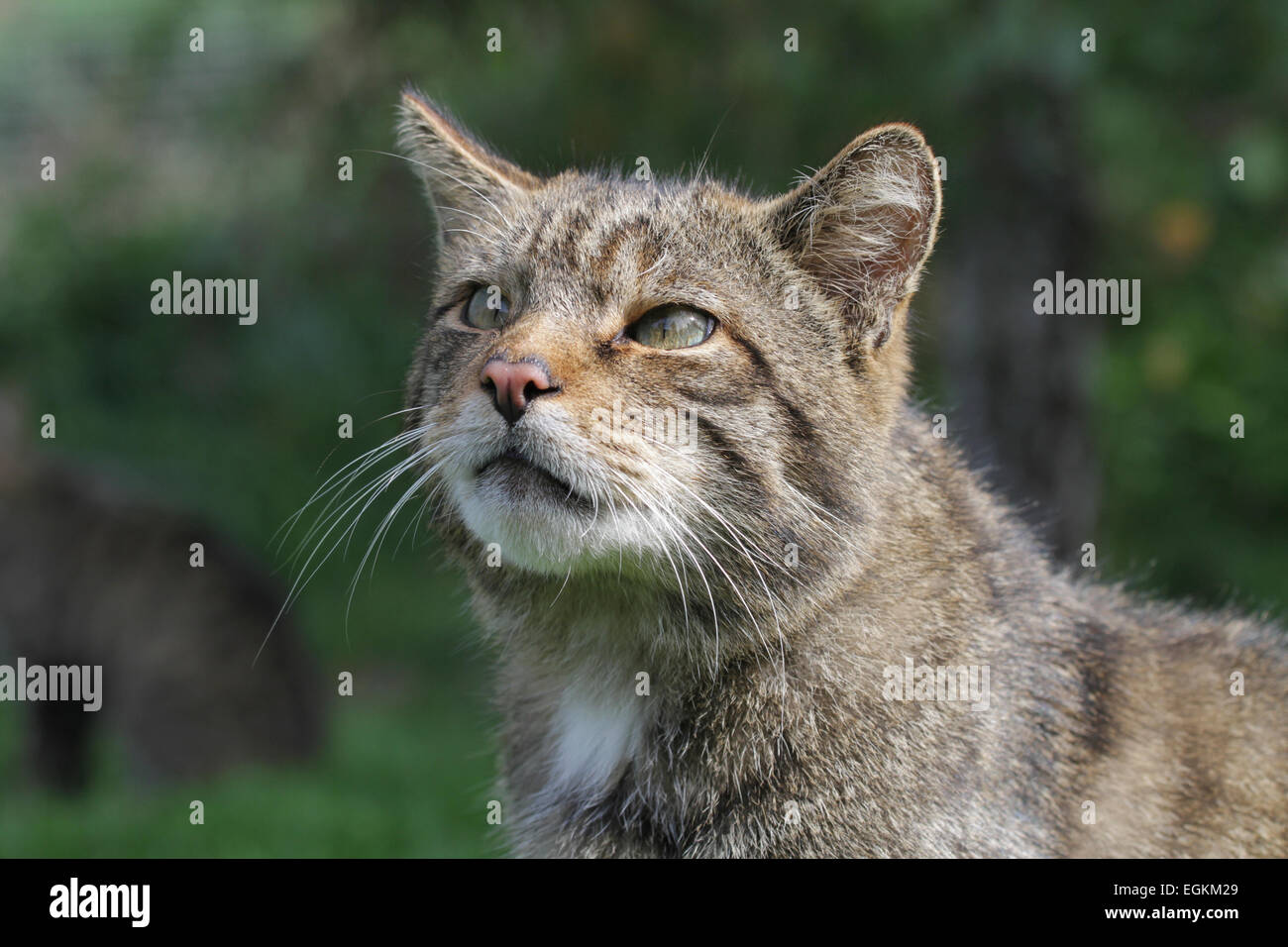 Captive Male Scottish Wild Cat in breeding programme Stock Photo - Alamy