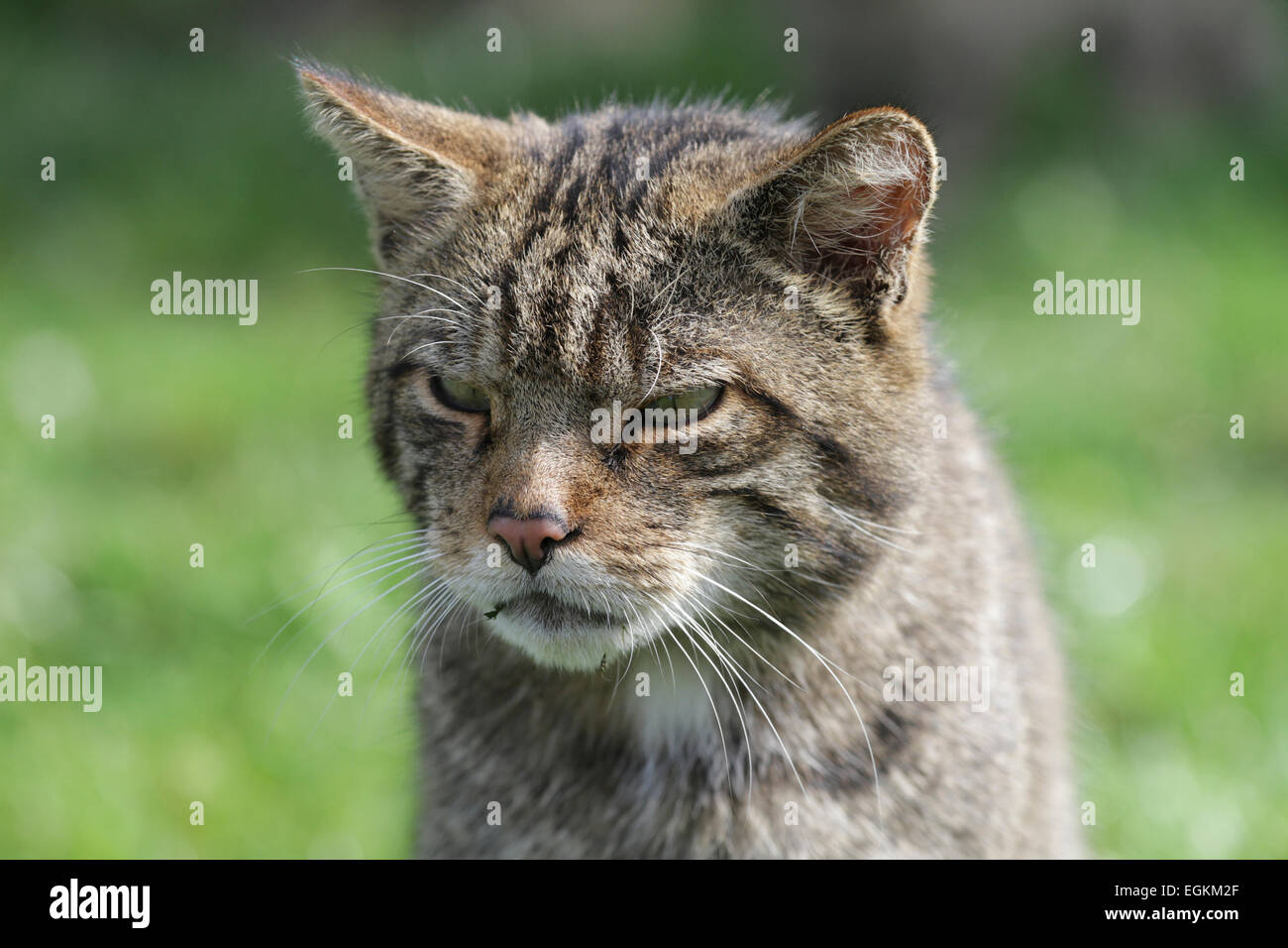 Captive Male Scottish Wild Cat in breeding programme Stock Photo - Alamy