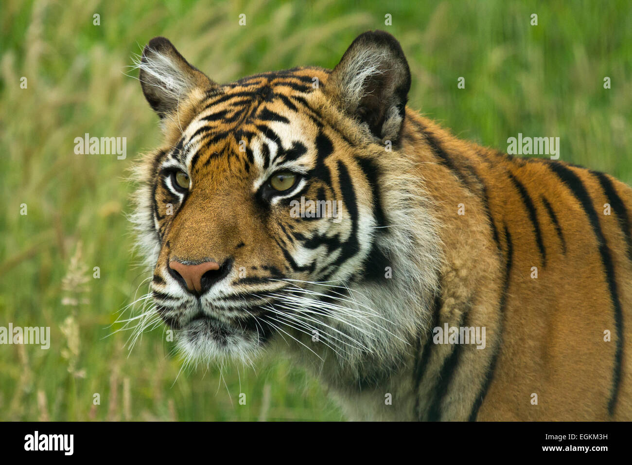 Focused tiger hi-res stock photography and images - Alamy
